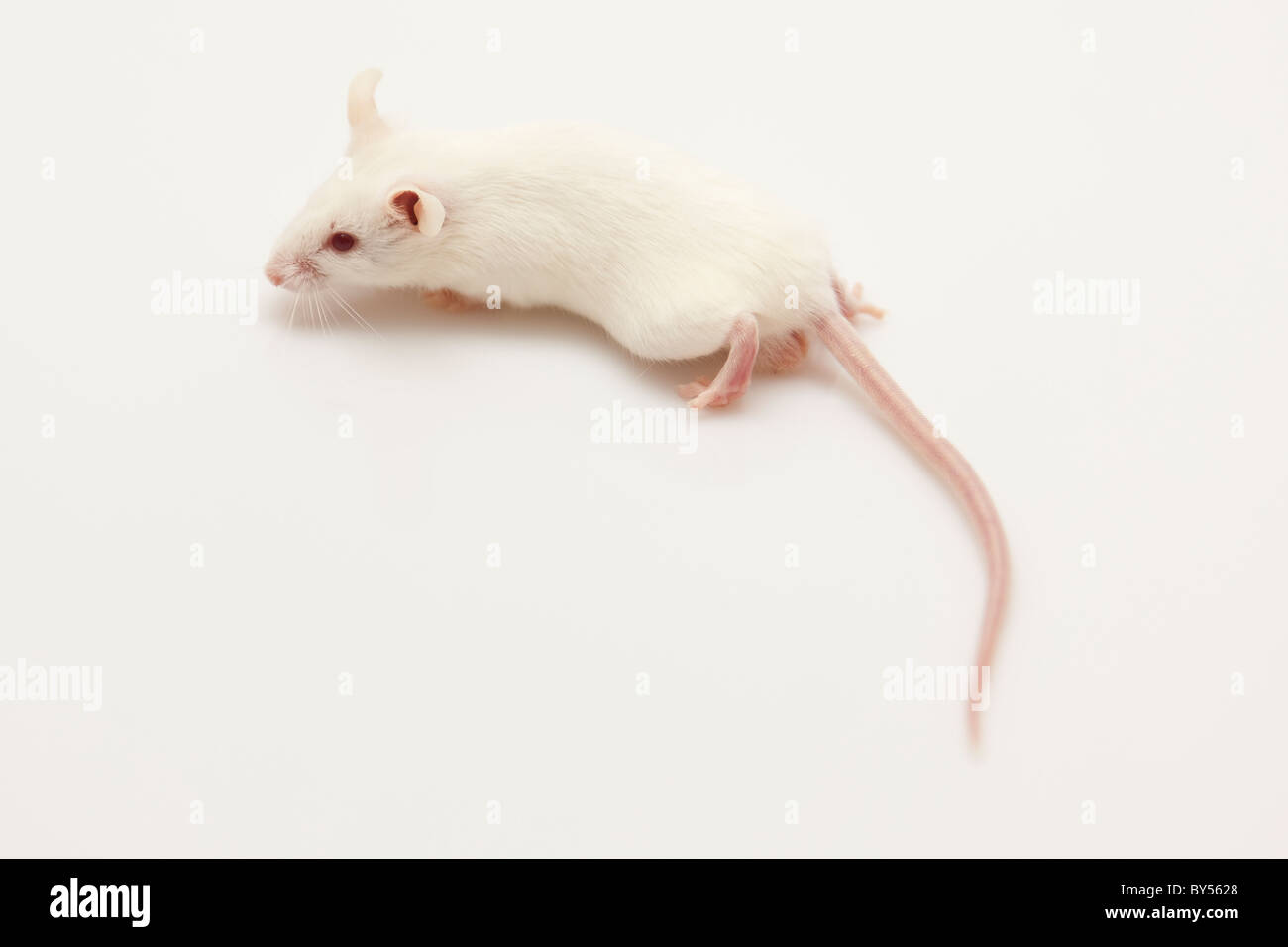 Grey child cute mouse on white background Stock Photo - Alamy