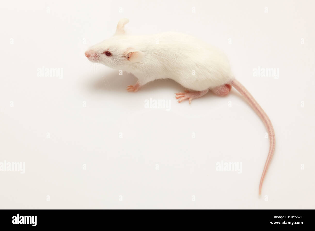 Grey child cute mouse on white background Stock Photo - Alamy