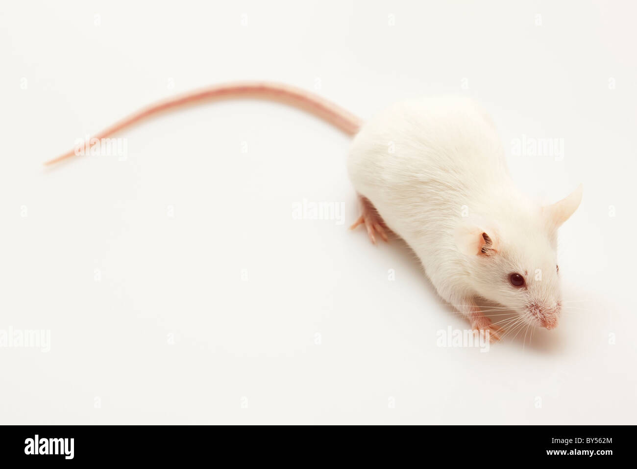 Grey child cute mouse on white background Stock Photo - Alamy