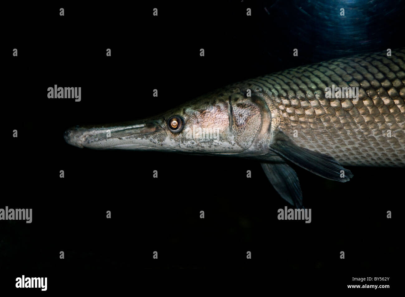 Siam paragon aquarium hi-res stock photography and images - Alamy