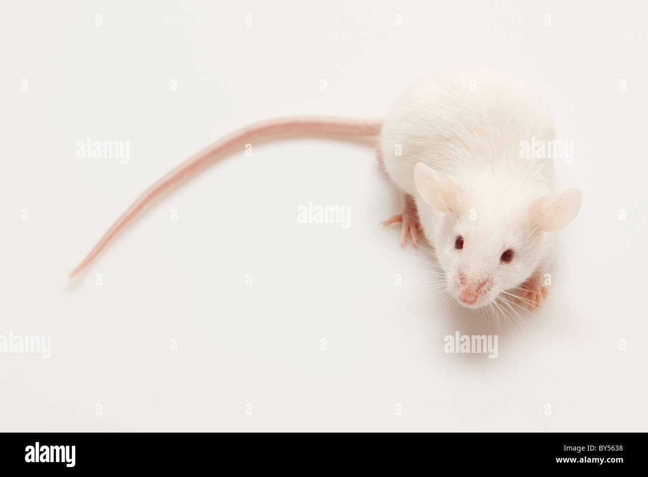 White Mouse Standing