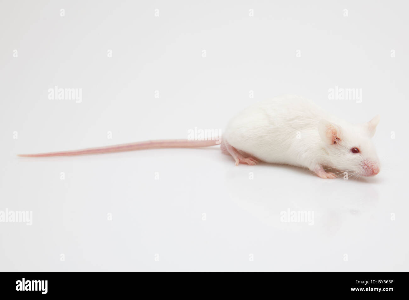 Cute white mouse hi-res stock photography and images - Alamy