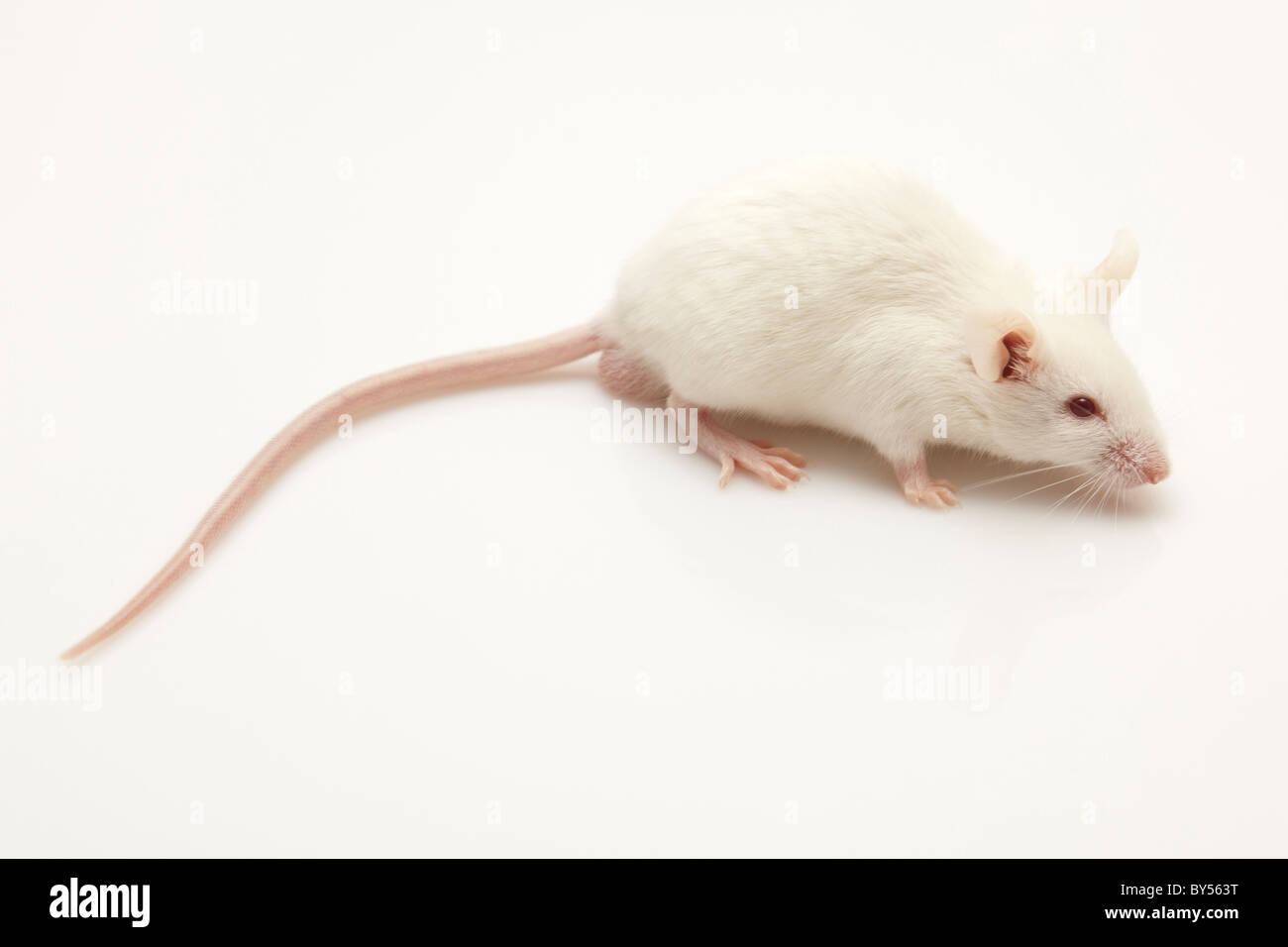 Grey child cute mouse on white background Stock Photo - Alamy