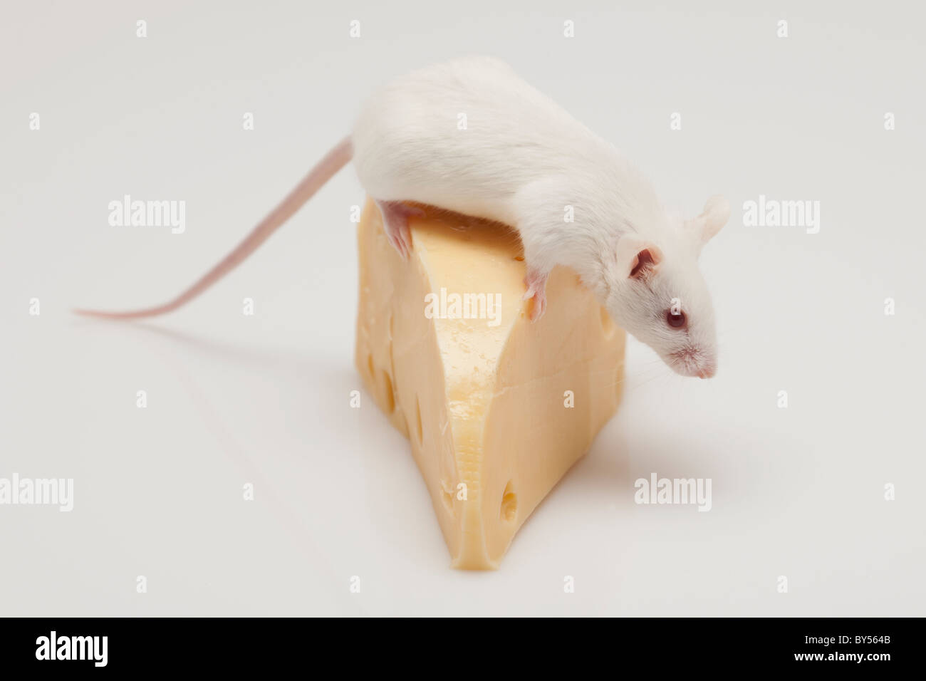 White mouse hi-res stock photography and images - Alamy