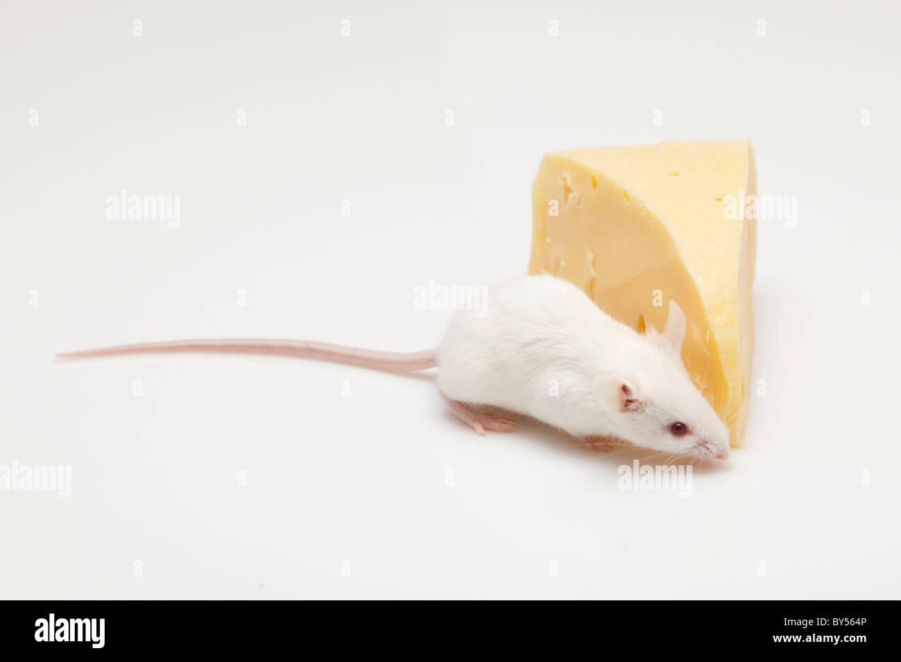 White mouse climbing on a piece of cheese Stock Photo - Alamy