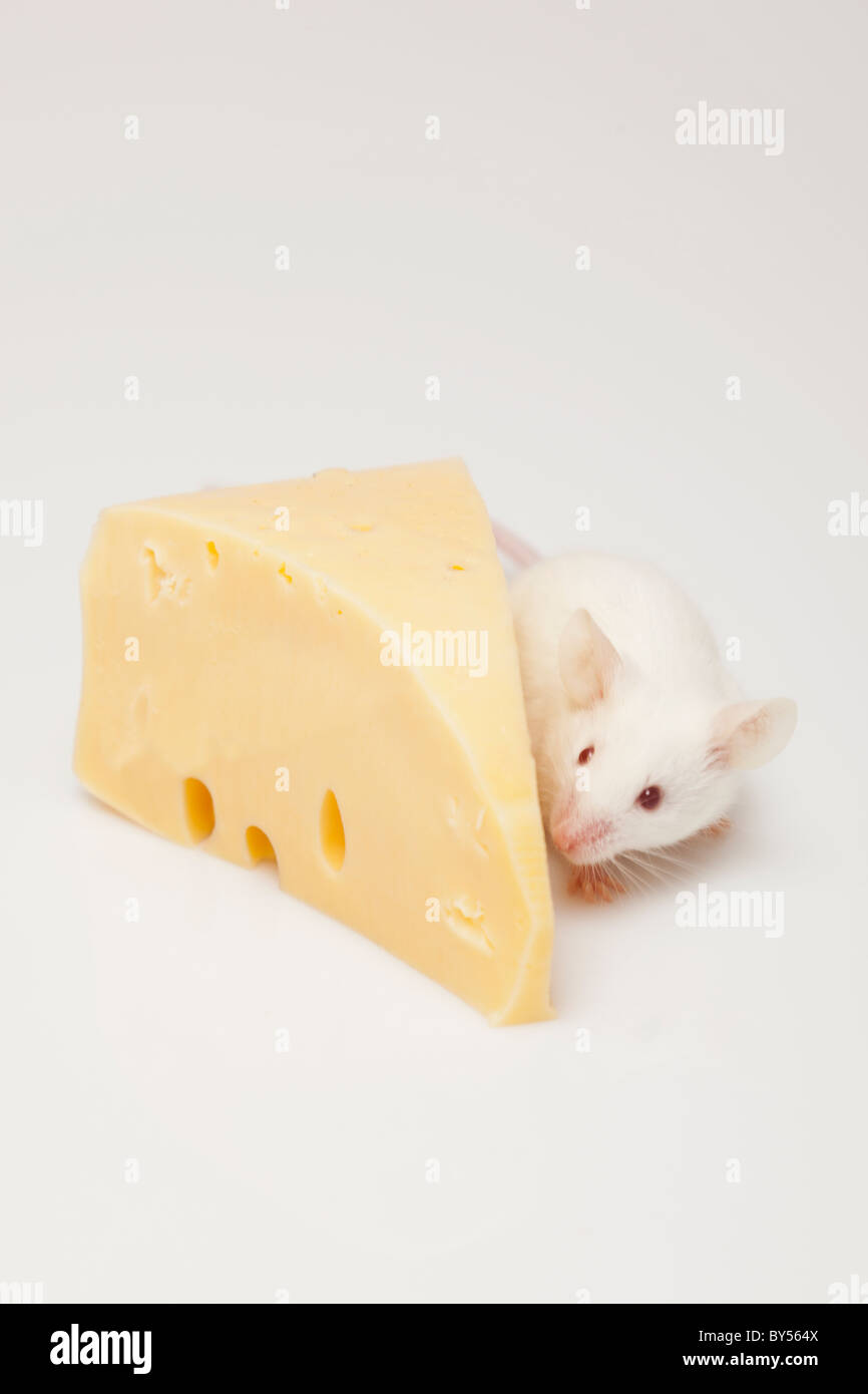 White cheese mouse hi-res stock photography and images - Alamy