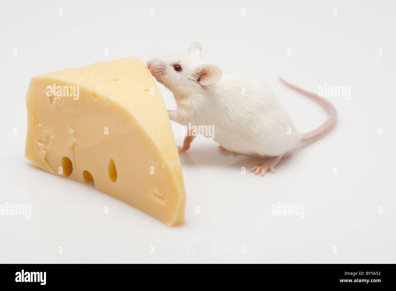 White Cheese Mouse High Resolution Stock Photography and Images - Alamy