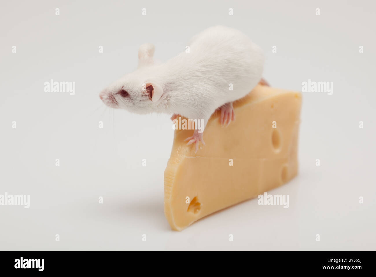 White mouse hi-res stock photography and images - Alamy