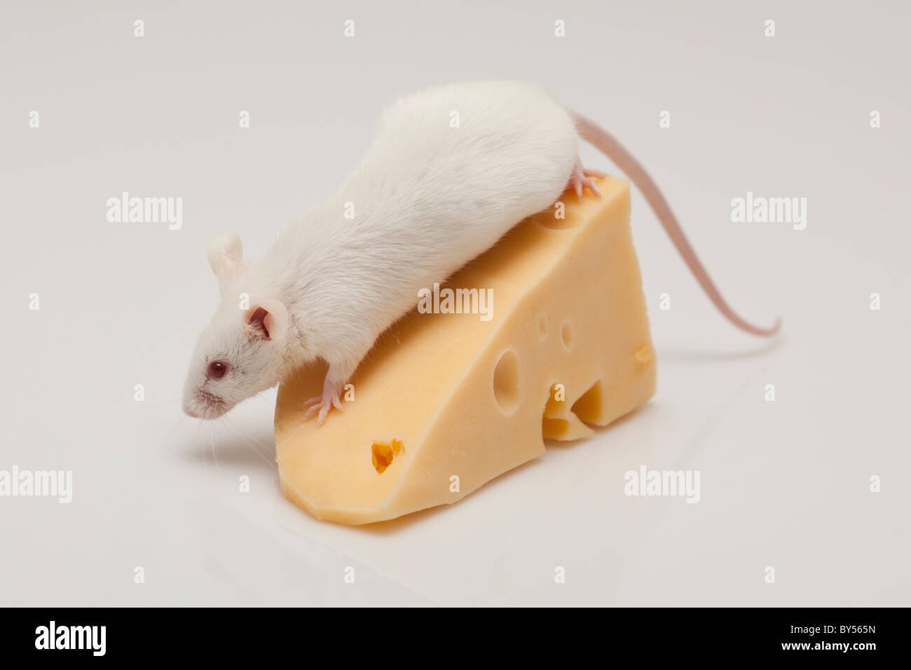 White mouse climbing on a piece of cheese Stock Photo - Alamy