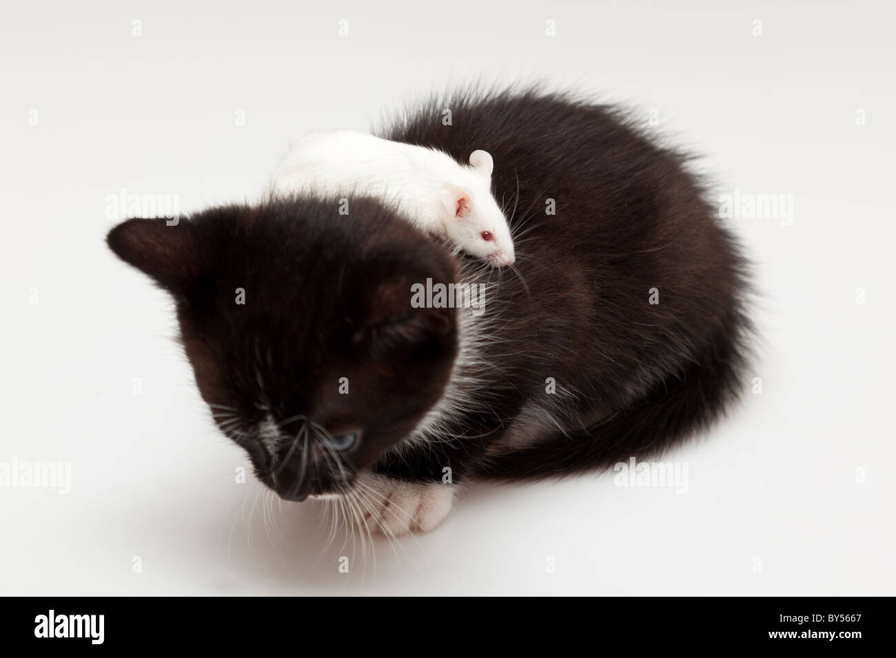 Black white cat mouse hi-res stock photography and images - Alamy