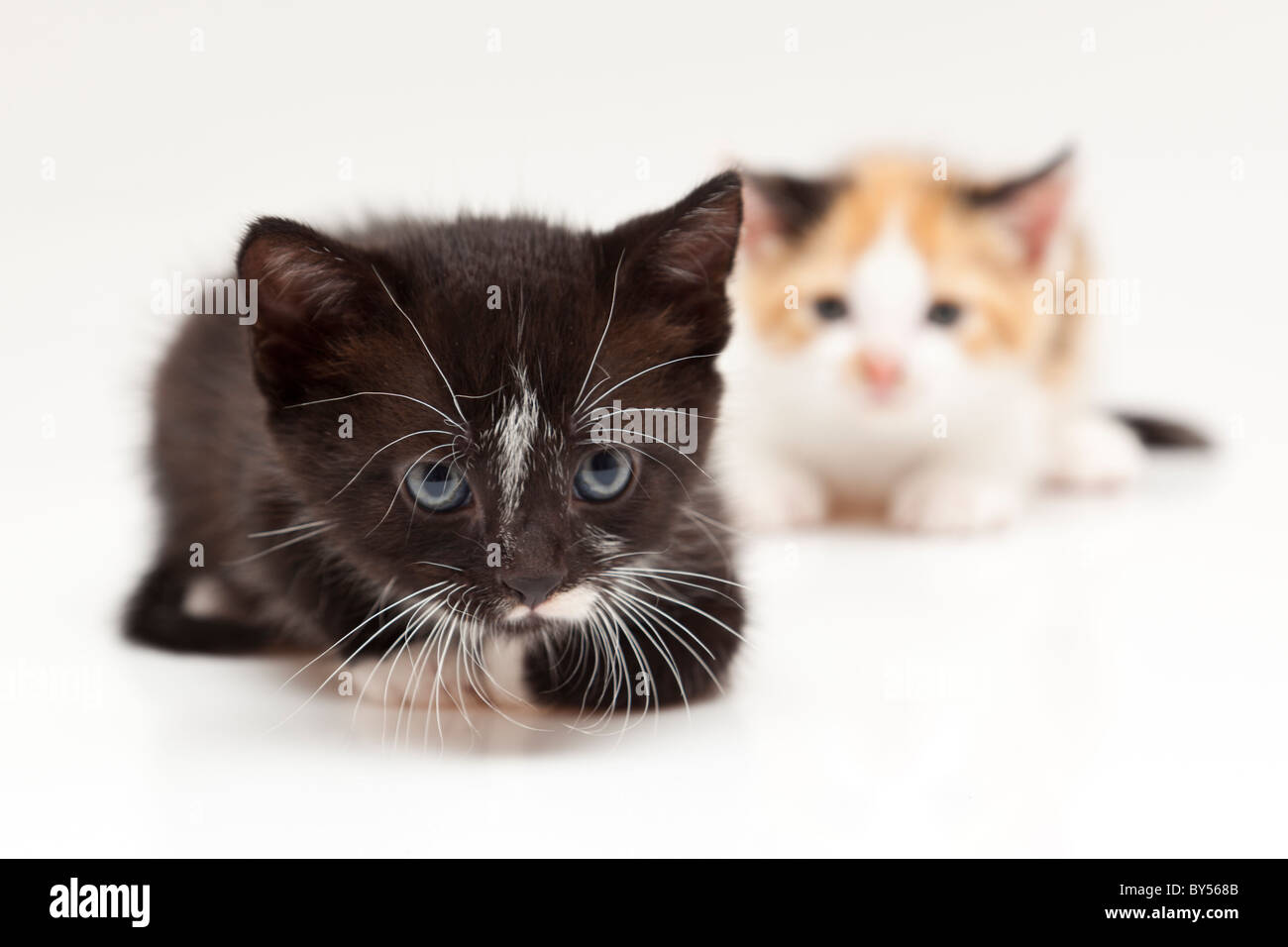 Russet cat hi-res stock photography and images - Alamy