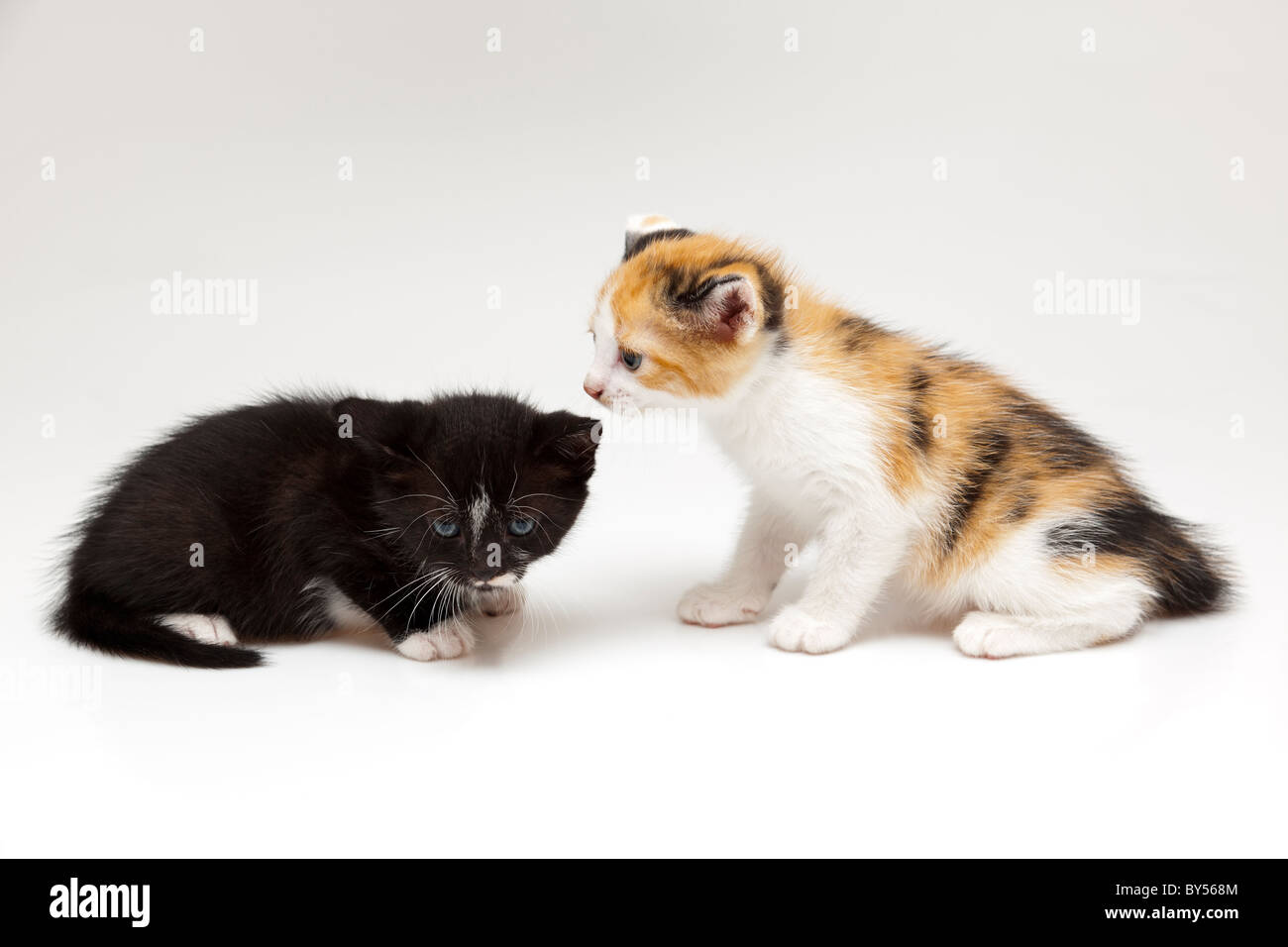 Russet cat hi-res stock photography and images - Alamy