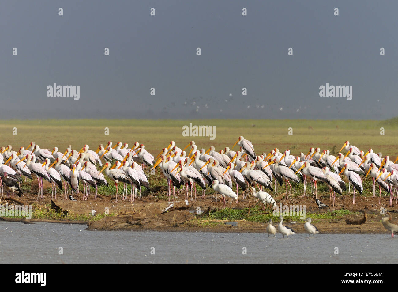 Yellow billed stork Stock Photo - Alamy
