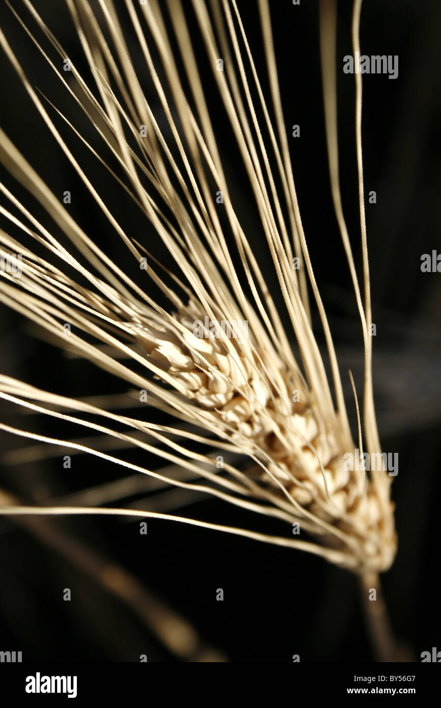 detail of wheat stems and heads Stock Photo - Alamy