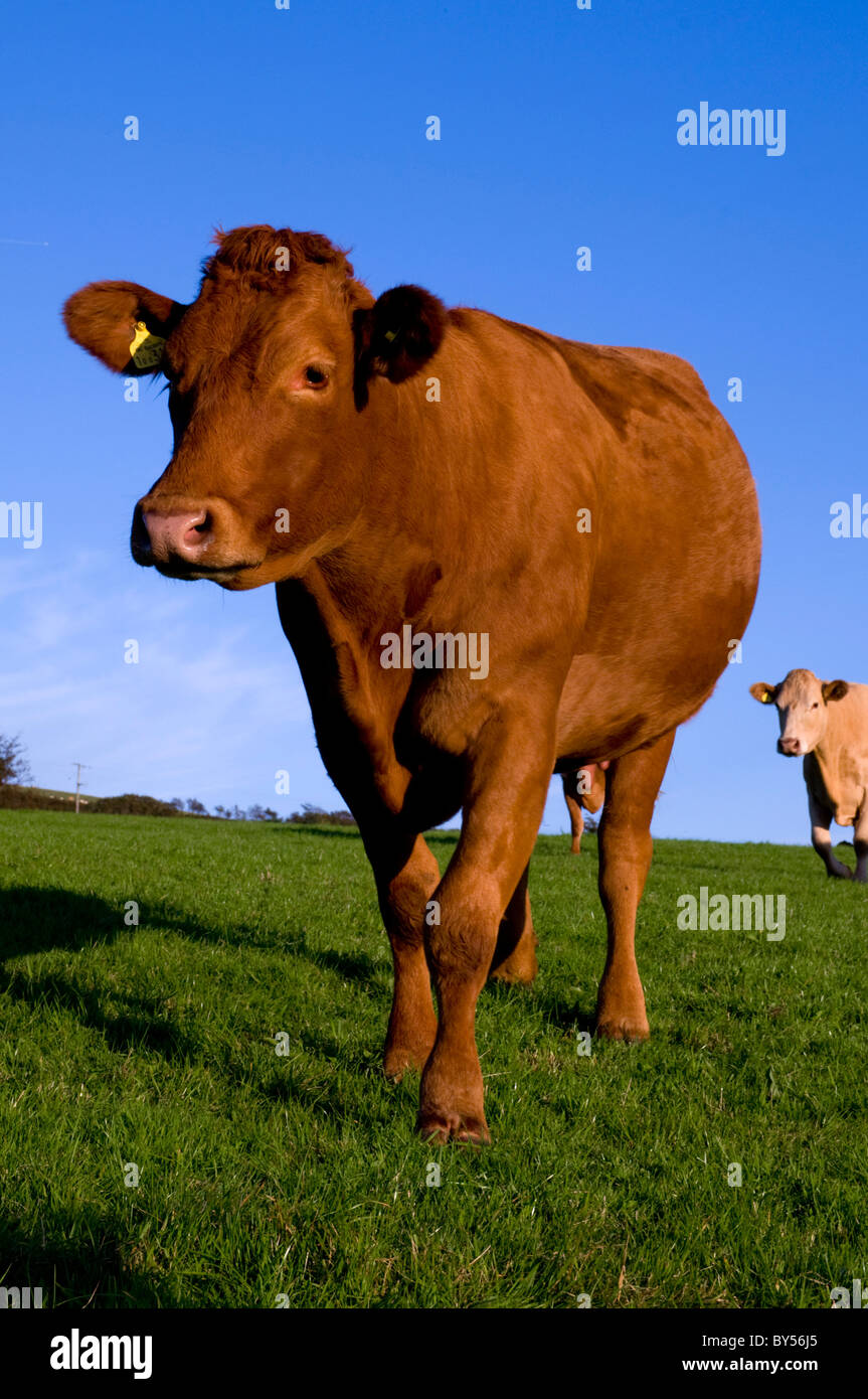 Devon, North Exmoor Cattle Closeup Stock Photo - Alamy