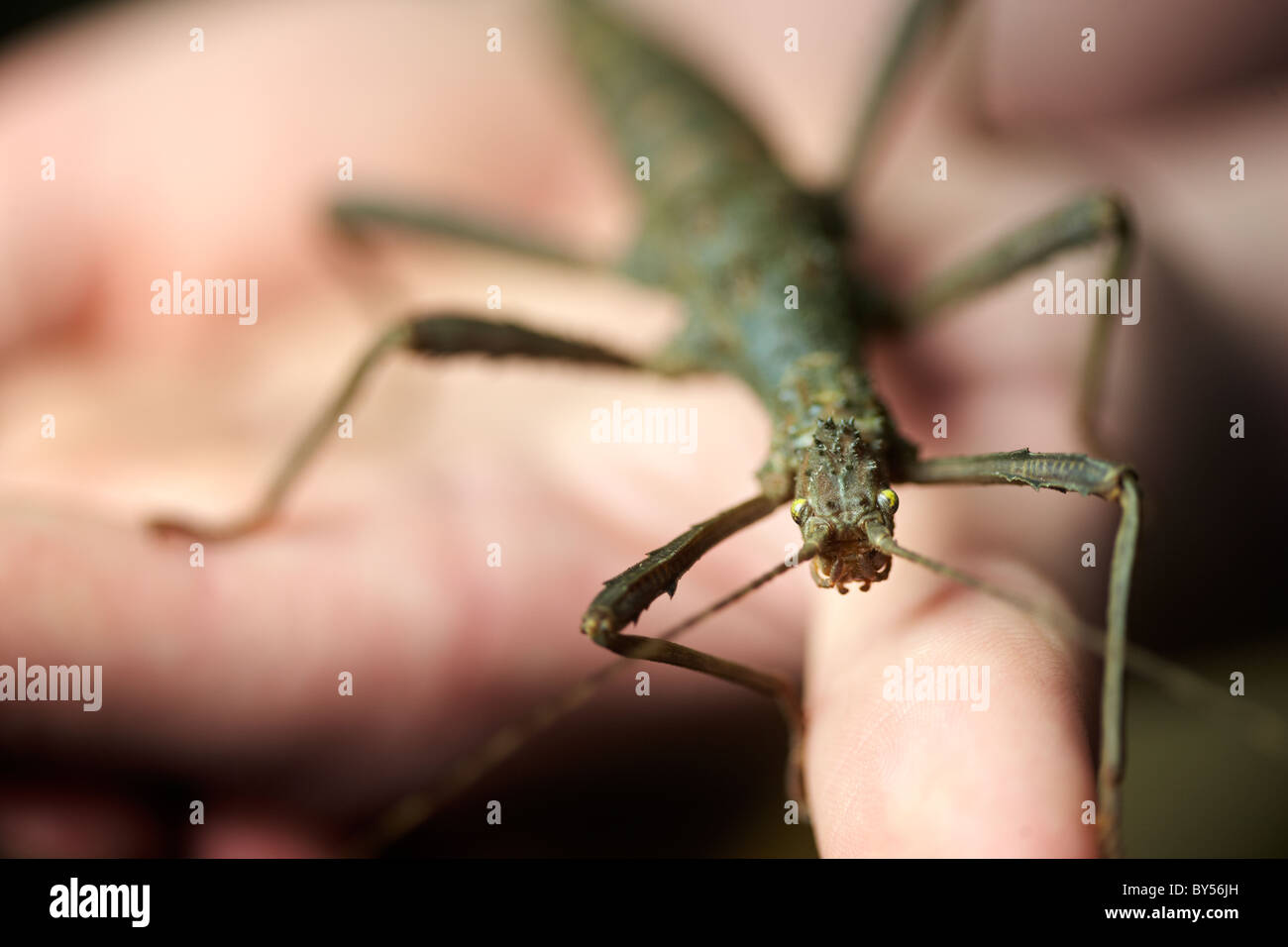 Stick insect pet hi-res stock photography and images - Alamy