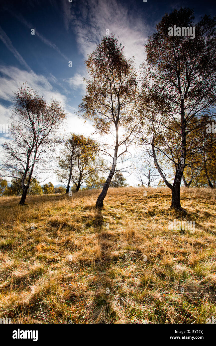 Backlit birch hi-res stock photography and images - Alamy