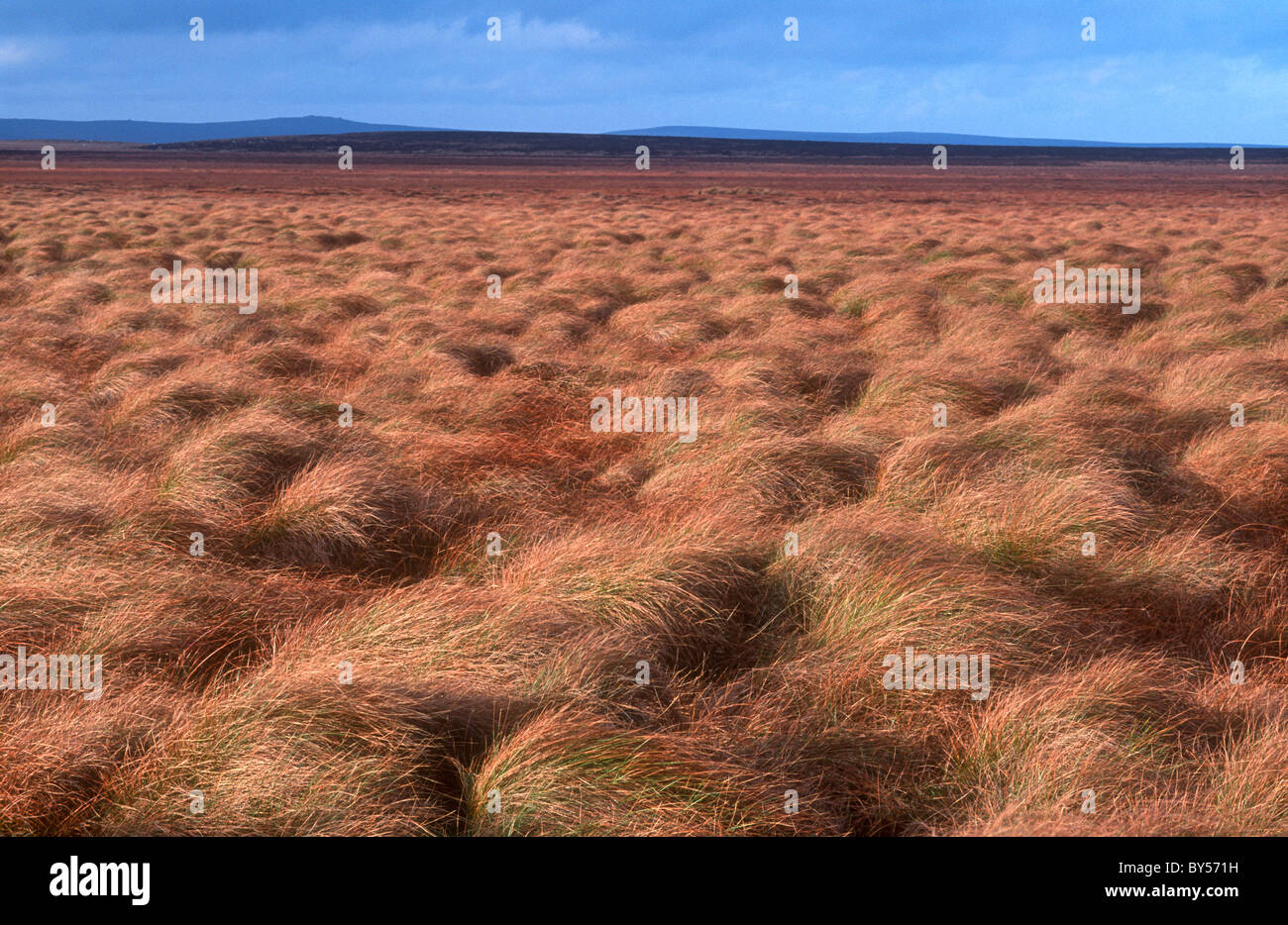 Purple moor grass, Molinia caerulea, Hallam Moor, Peak District ...