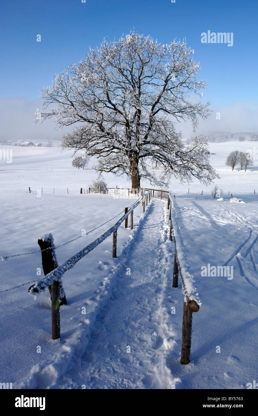 single tree in winter snow Stock Photo - Alamy