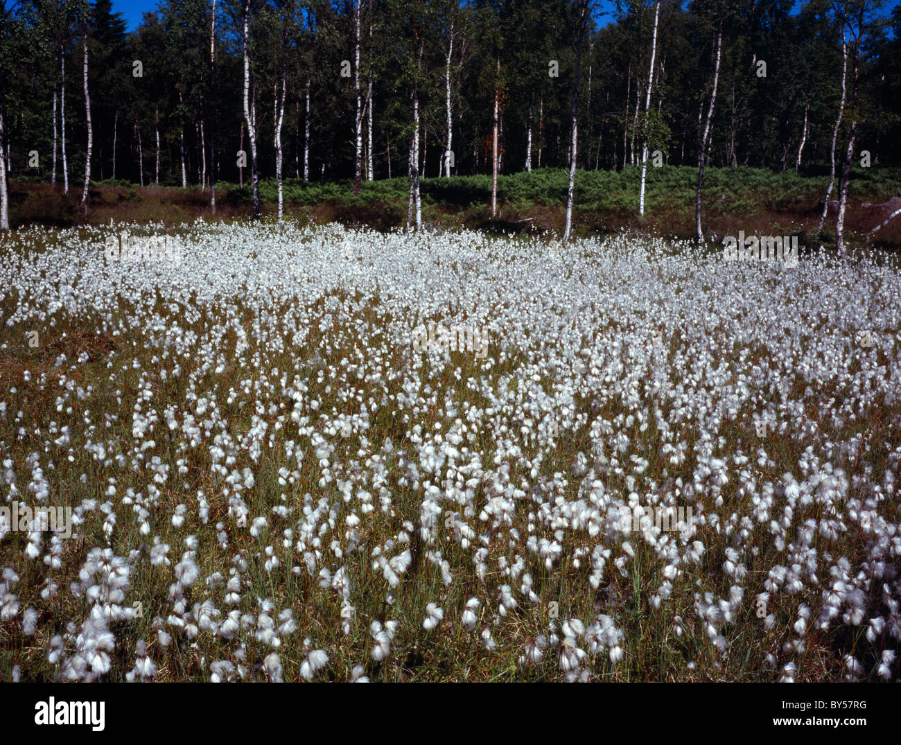 Sweden, Vastergotland, Kinnekulle Ridge Stock Photo - Alamy