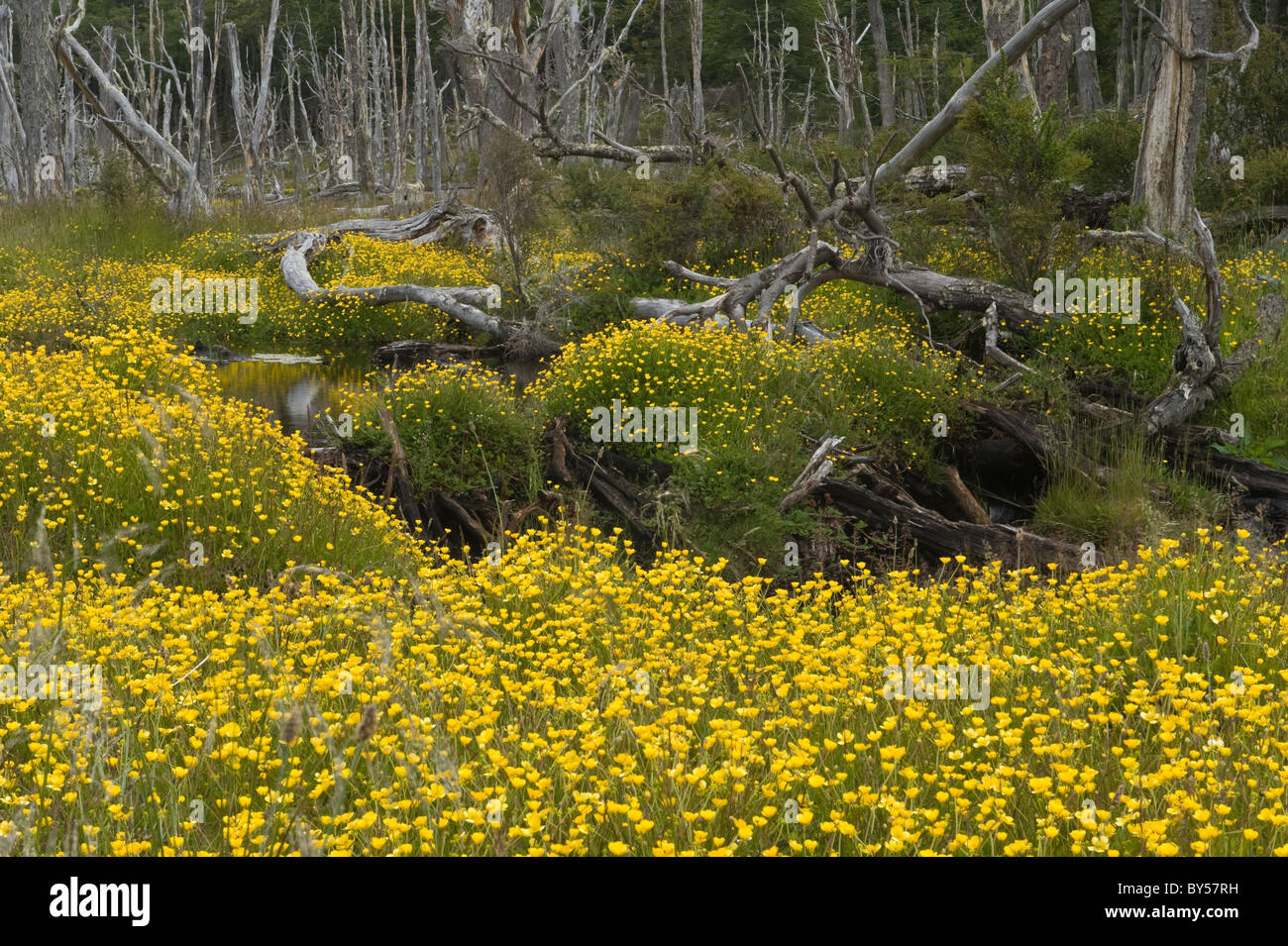 Buttercup (Ranunculus penduncularis) along river bank Route 3 east of ...