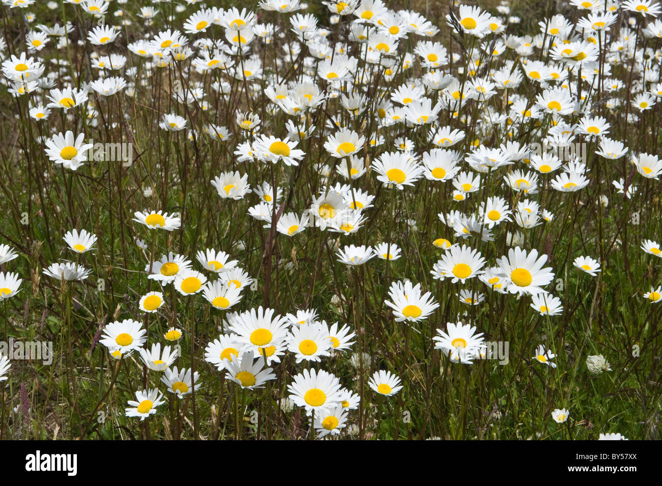 Syn chrysanthemum leucanthemum hi-res stock photography and images - Alamy