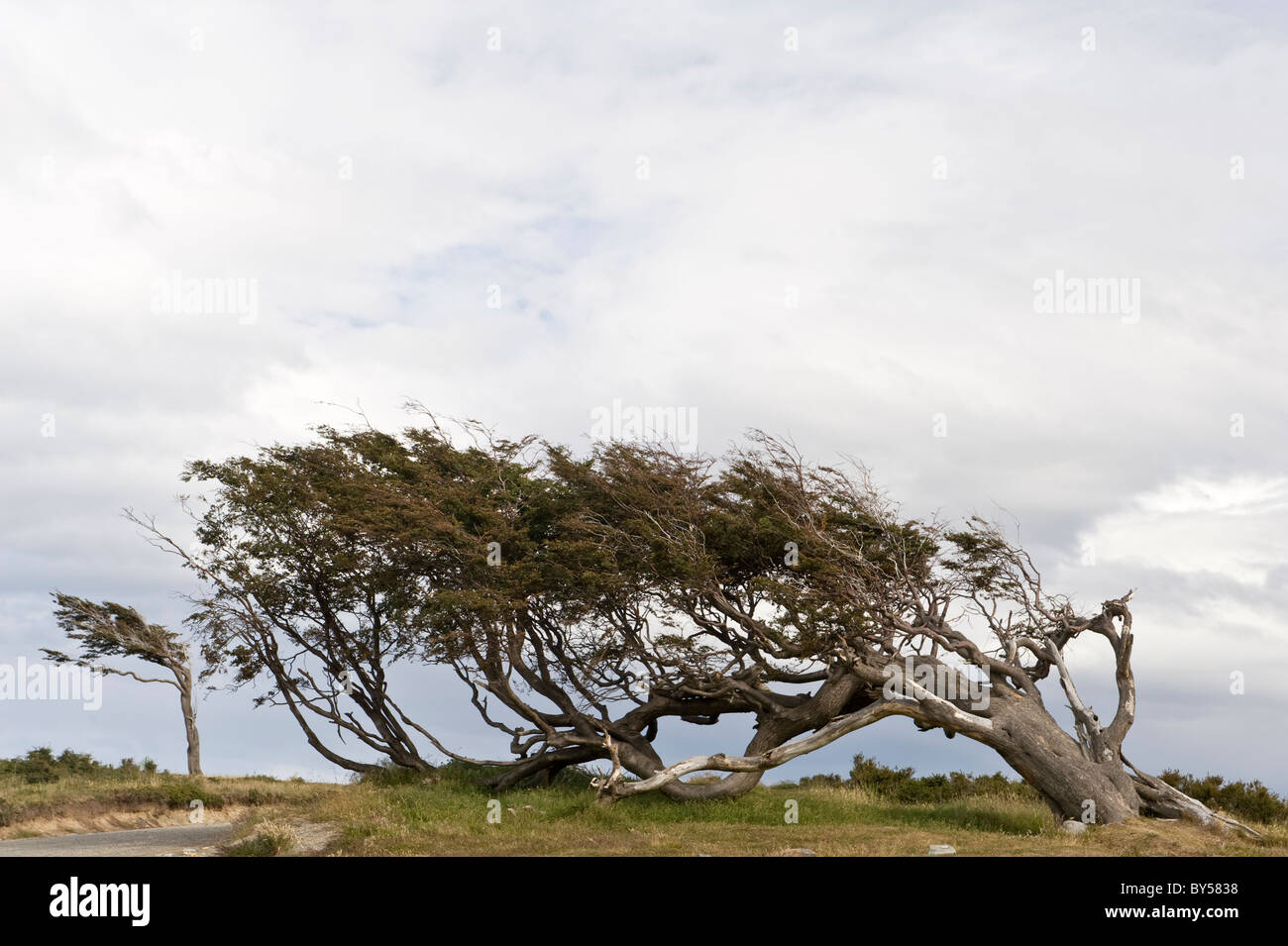 Lenga trees hi-res stock photography and images - Alamy