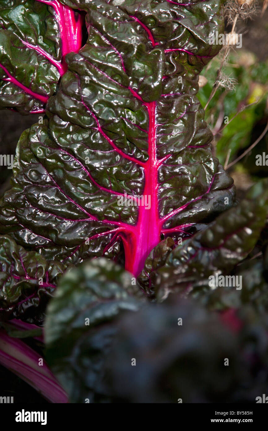 Close-up of Swiss chard Stock Photo - Alamy