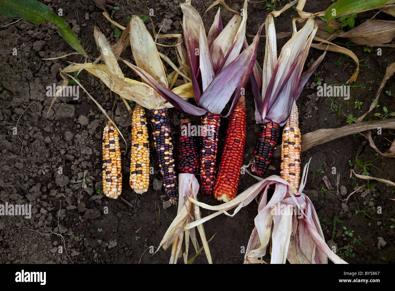 Row ground hi-res stock photography and images - Alamy