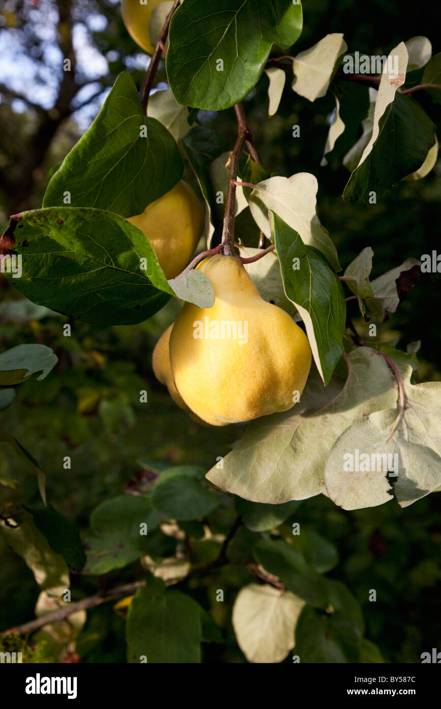 A quince growing on a tree Stock Photo - Alamy