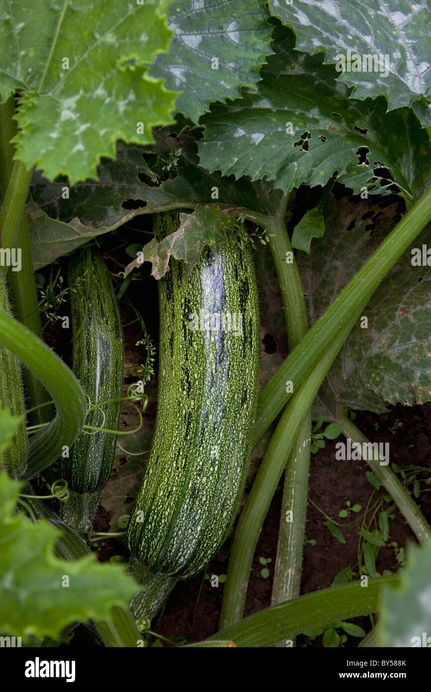 Detail of a zucchini plant Stock Photo - Alamy