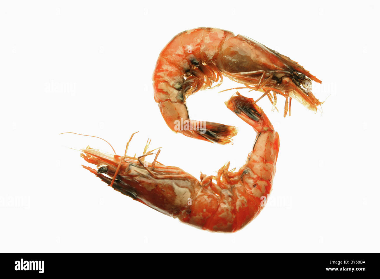 Prawn back background Cut Out Stock Images & Pictures - Alamy