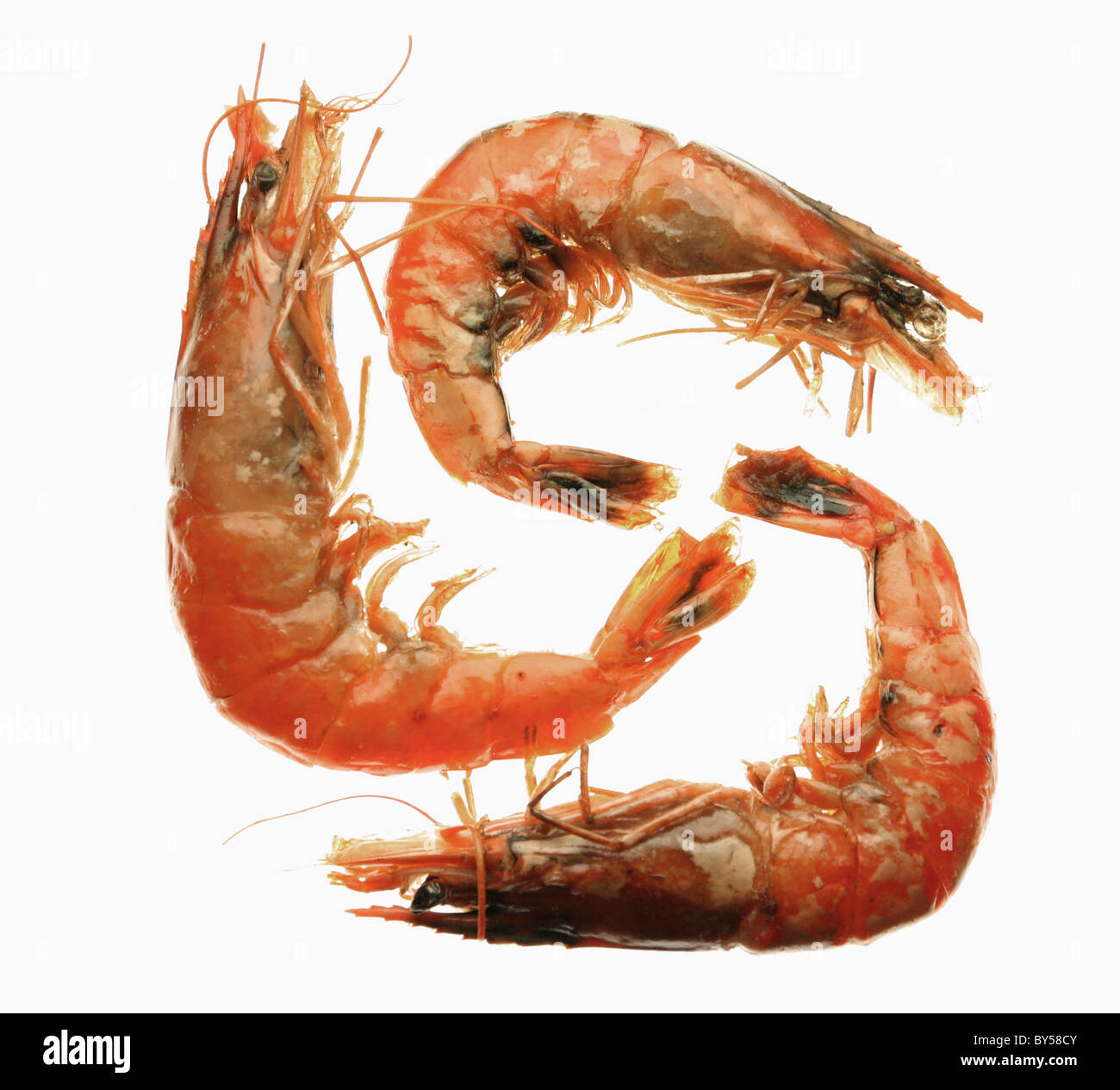 Three prawns on a lightbox Stock Photo - Alamy