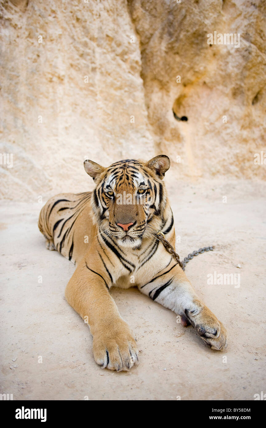 A chained tiger Stock Photo - Alamy
