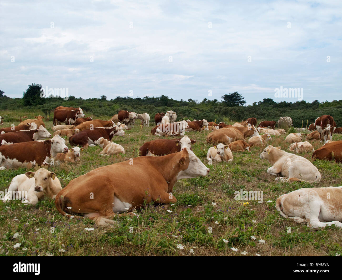 Brown cattle lying hi-res stock photography and images - Alamy