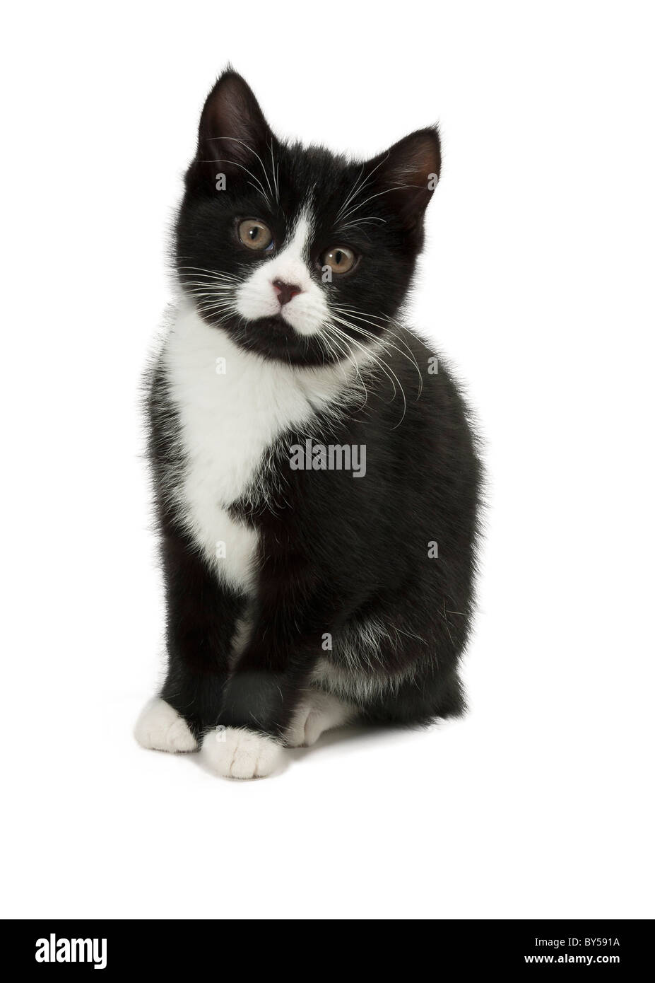 Manx kitten on white background Stock Photo - Alamy