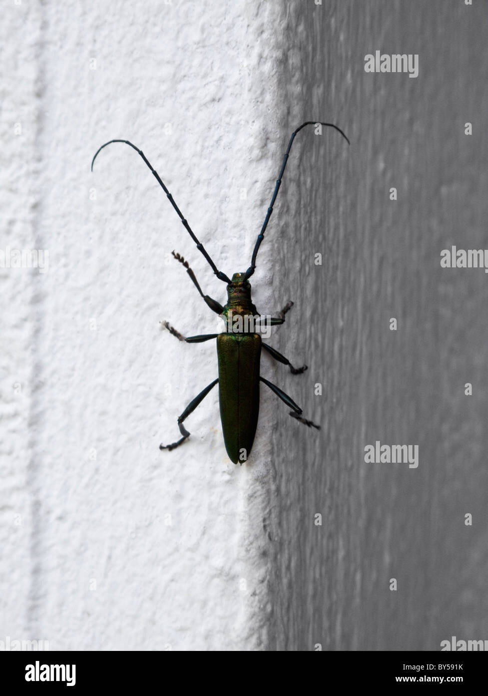 Bug on a bug hi-res stock photography and images - Alamy