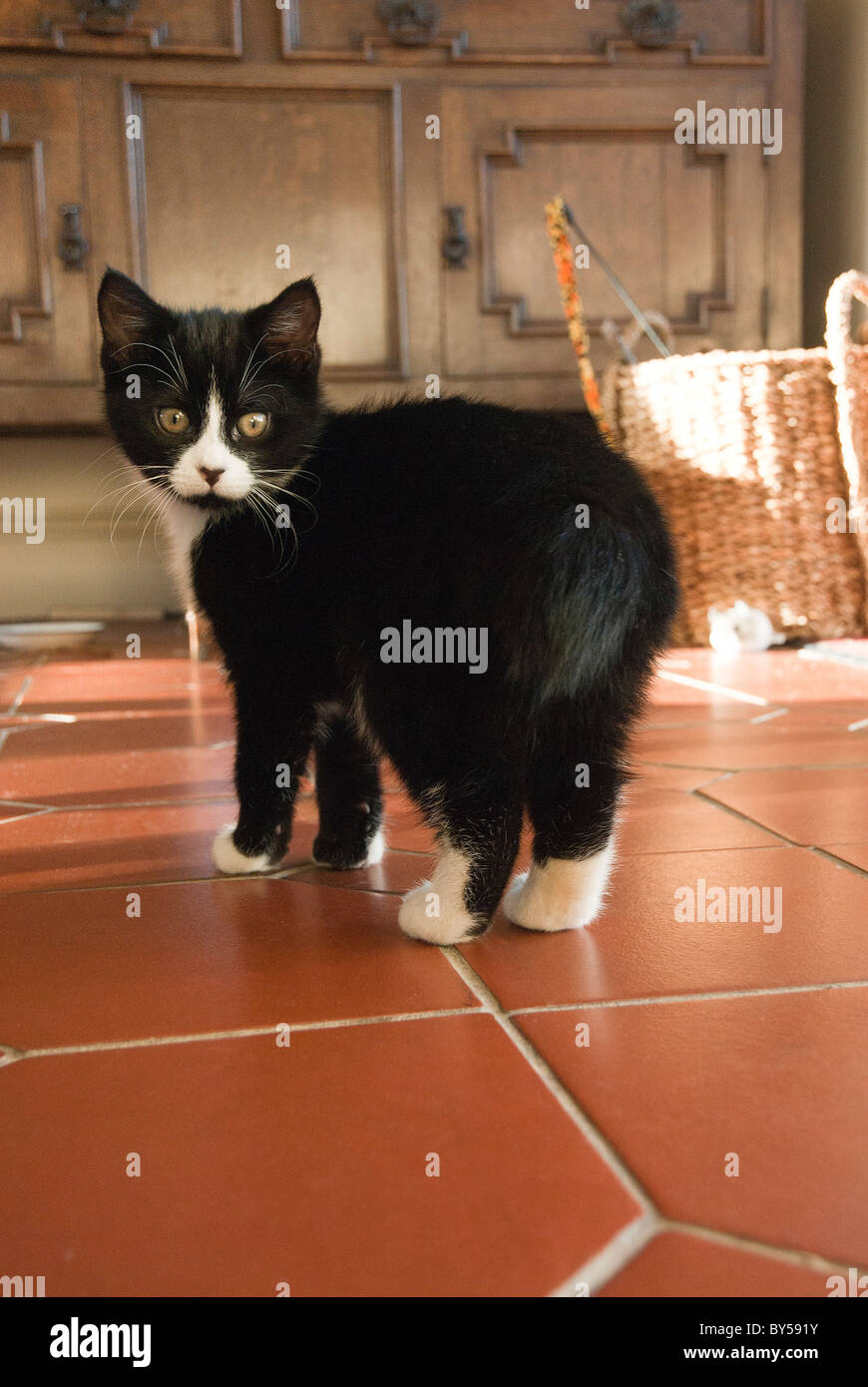 Stumpy manx cat hi-res stock photography and images - Alamy