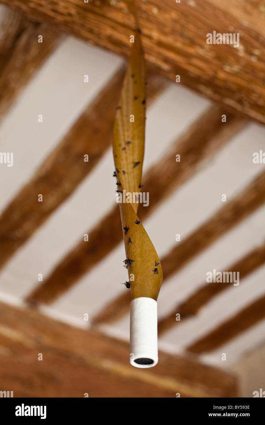 Flypaper with dead flies stuck to it Stock Photo - Alamy