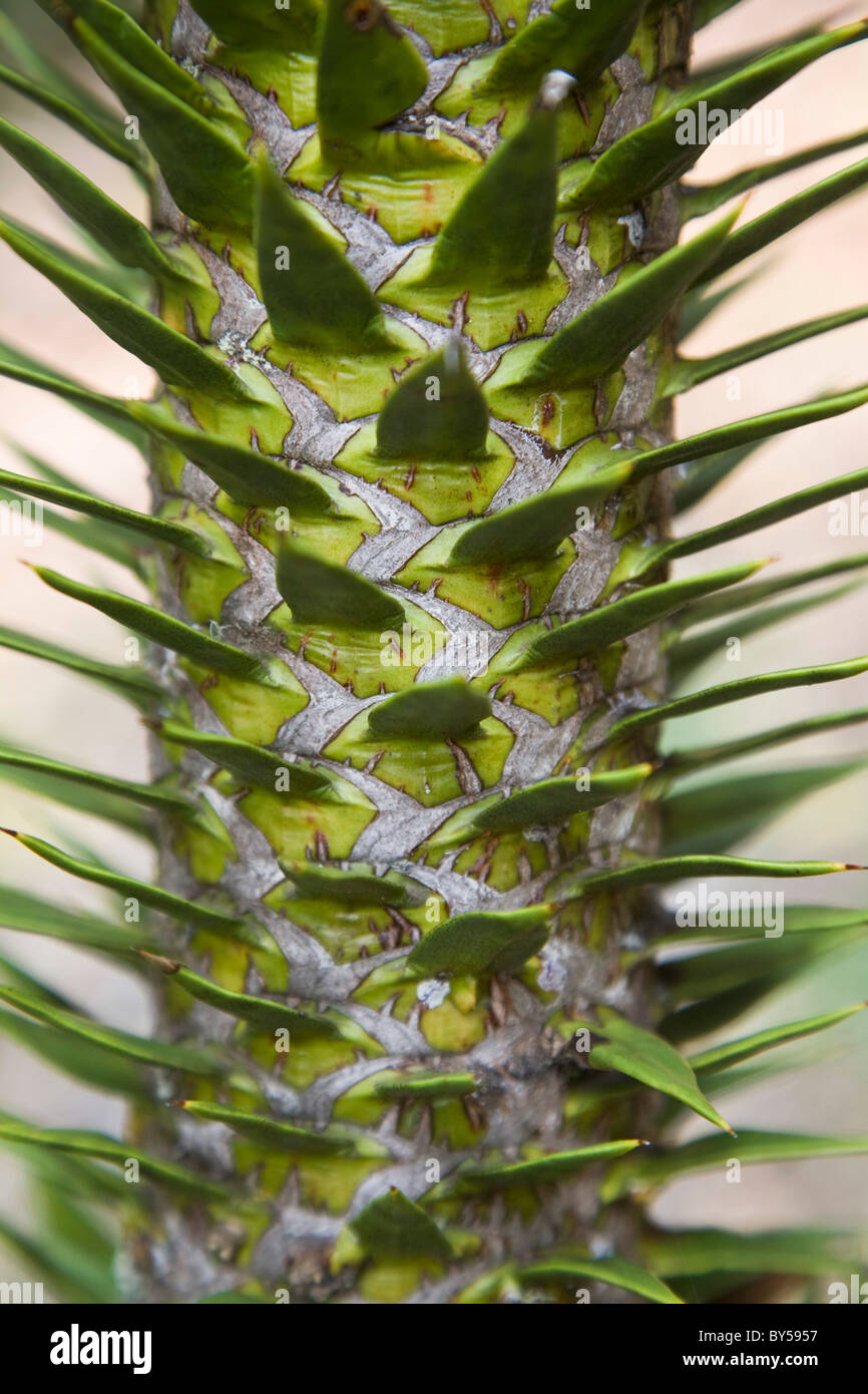 Detail of the spiked stem of a plant Stock Photo - Alamy