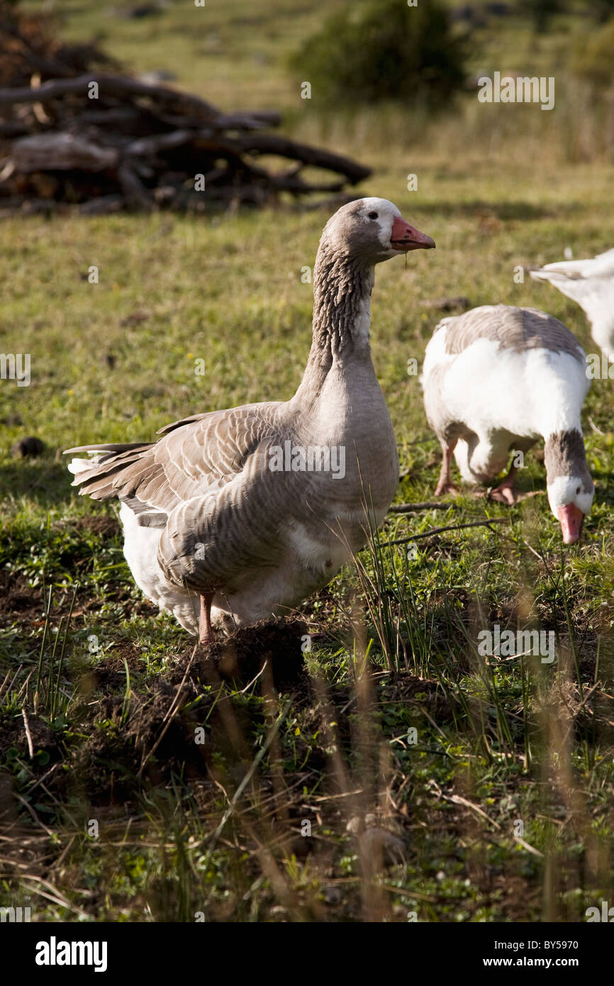 Geese in a field Stock Photo - Alamy
