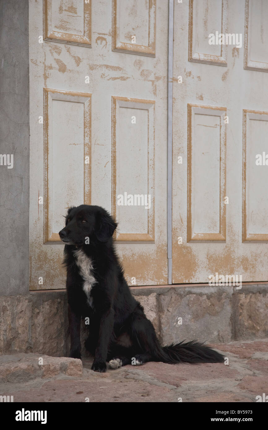 A dog sitting next to the entrance of a building Stock Photo - Alamy