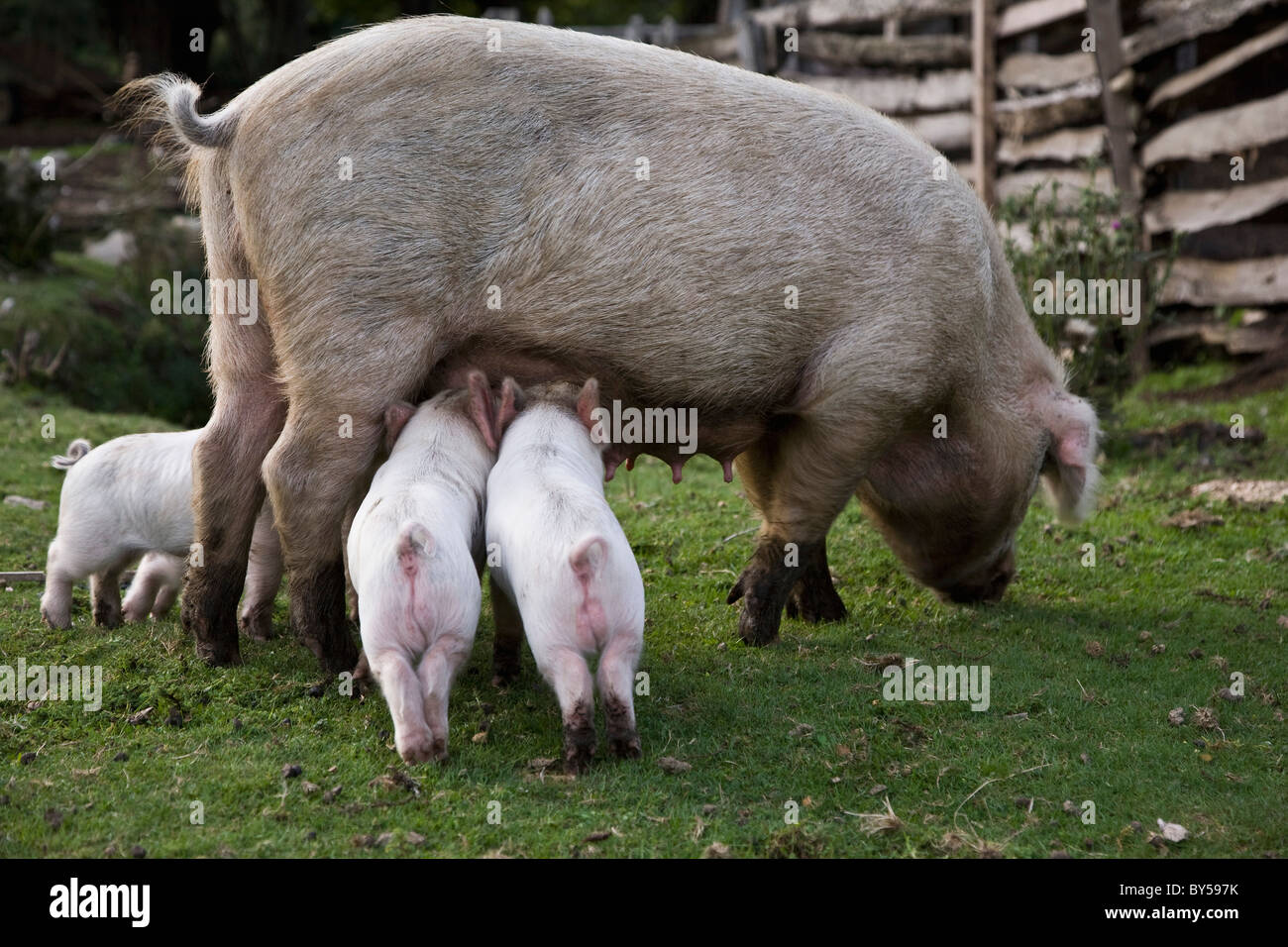 Piglets feeding from a pig in a field Stock Photo - Alamy