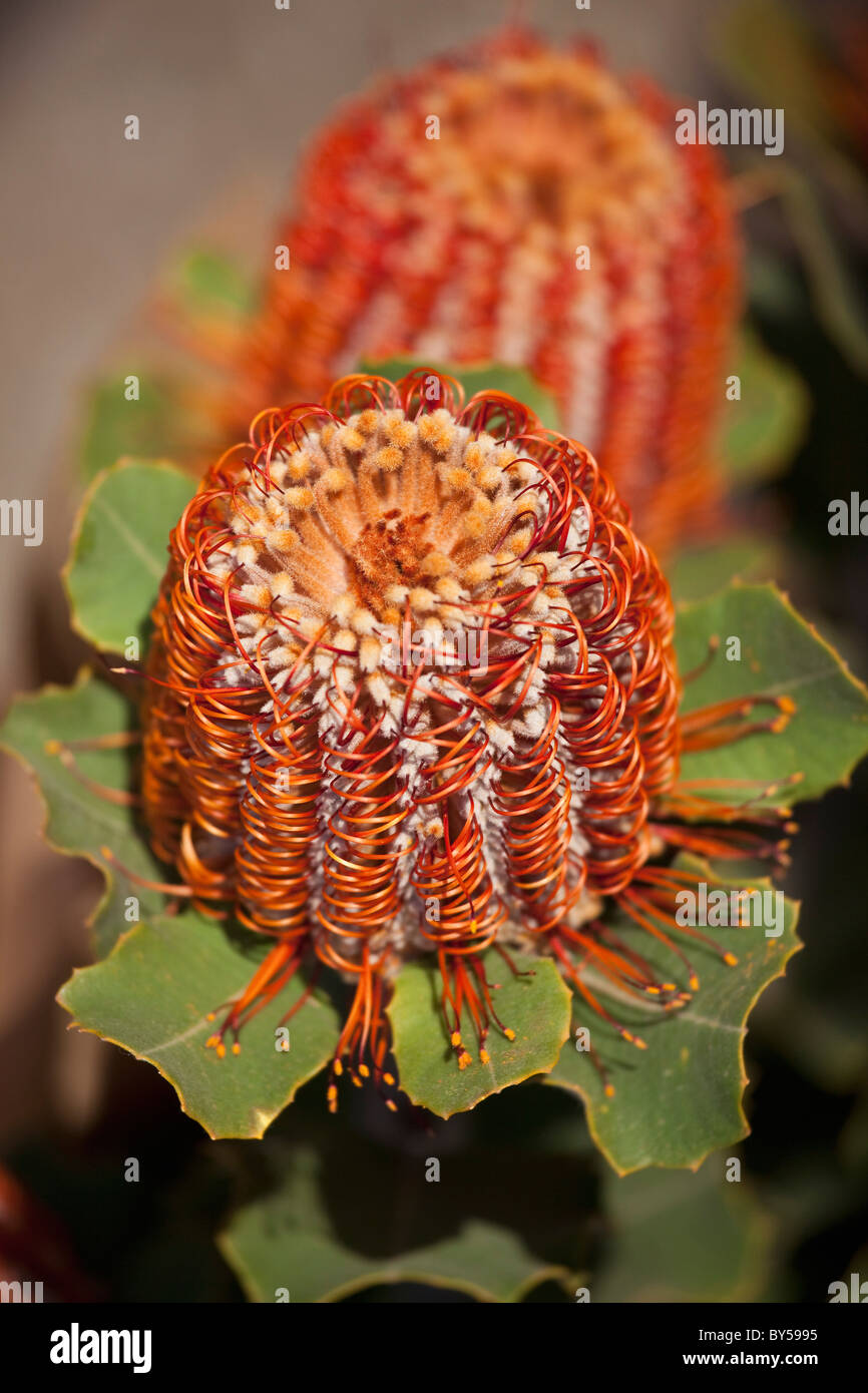 Detail of a Banksia flower Stock Photo - Alamy