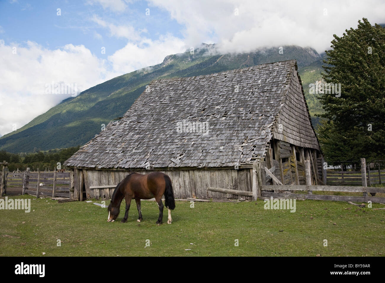 A horse in a field by a barn Stock Photo - Alamy