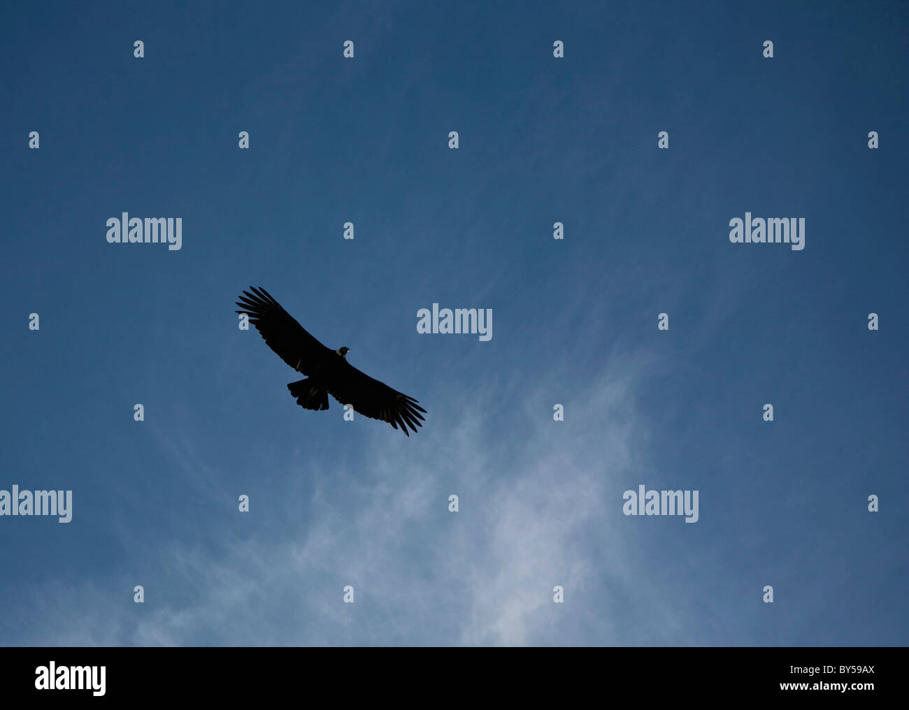 Flying eagle hi-res stock photography and images - Alamy
