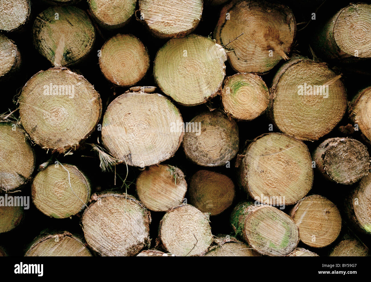 Stack of logs Stock Photo - Alamy