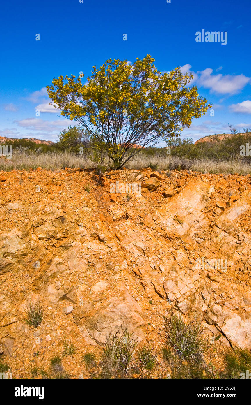 bush and road on the outback, northern territory australia Stock Photo ...