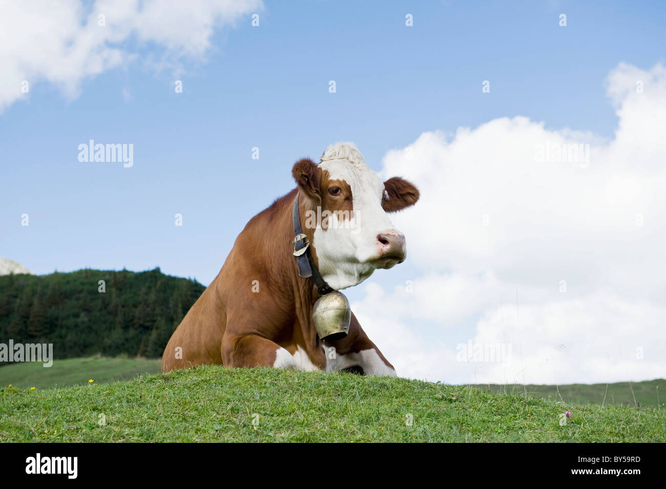 Cow bell hi-res stock photography and images - Alamy