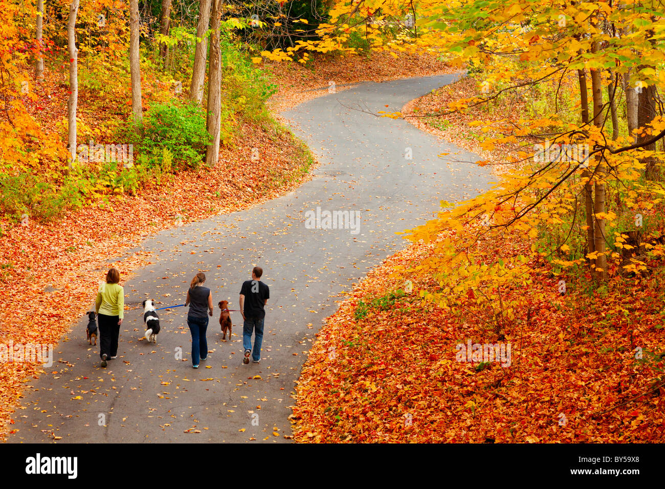 Walking with dogs in the fall park Stock Photo - Alamy